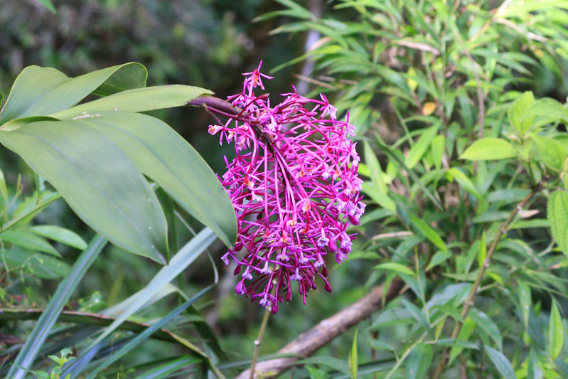 Orchids on the Inca Trail - Updated Info to 2023
