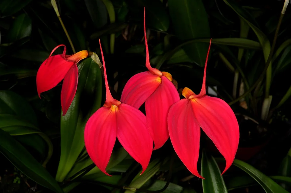 Orchids on the Inca Trail - Updated Info to 2023